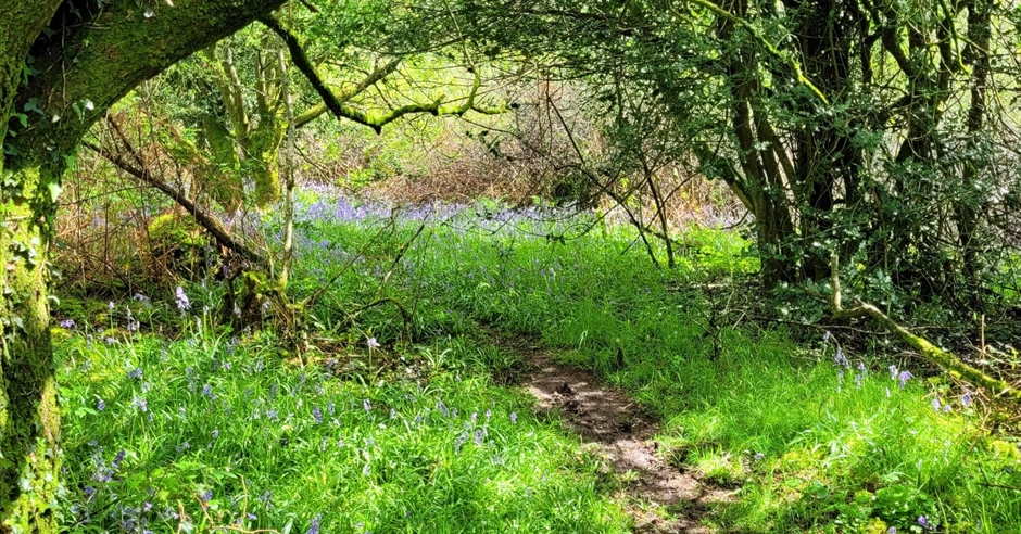 Drumnaph Nature Reserve - Nature and Wildlife in Maghera, Maghera ...