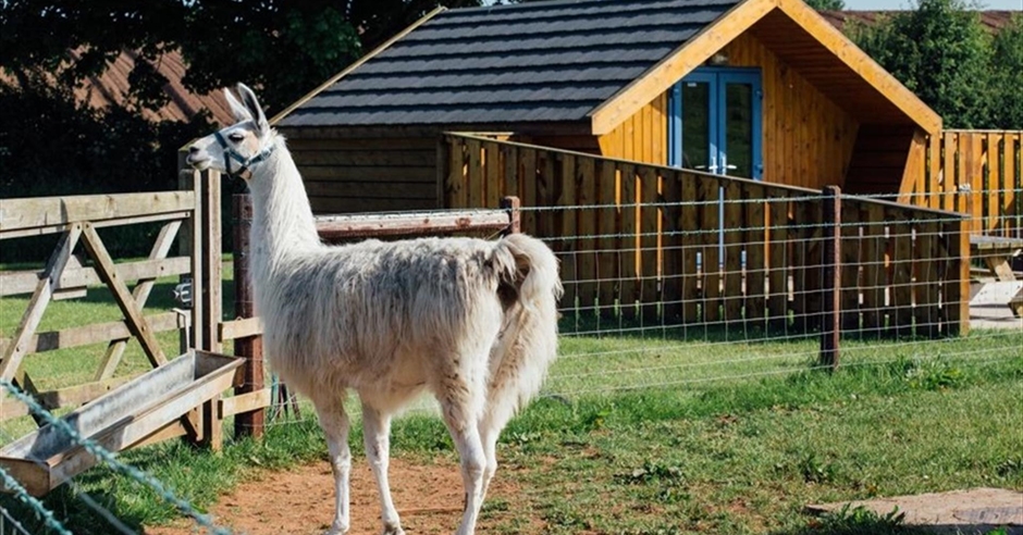 The Jungle NI - Activity Centre in Moneymore, Moneymore - Visit Mid Ulster