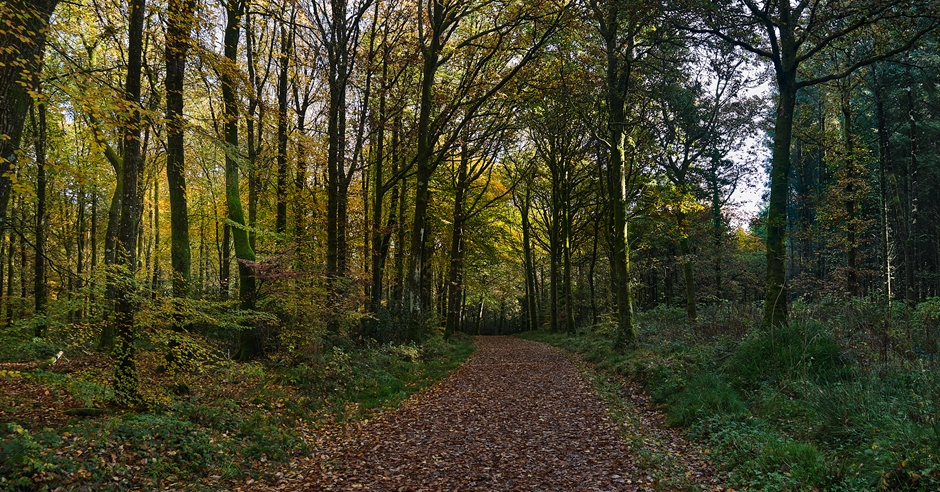 Derrynoyd Wood Trail - Walking & Hiking in Draperstown, Draperstown ...