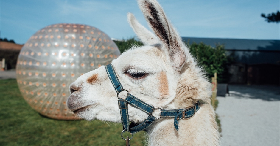 Family Fun Days at The Jungle NI - Family Fun in Moneymore, Moneymore ...