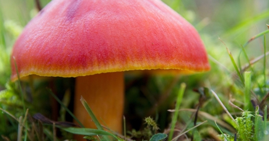 Fungi / Fungais - Visit Mourne Mountains