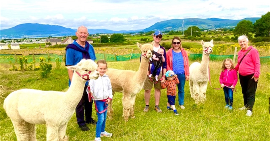 Alpaca Field Walk Experience - Kilkeel - Visit Mourne Mountains