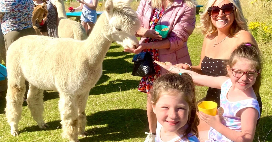 Cranfield Alpacas Easter Events 2024 - Kilkeel - Visit Mourne Mountains