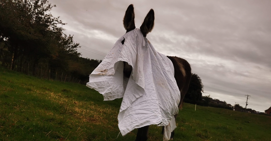 Halloween Donkey Date Night - Ballynahinch - Visit Mourne Mountains
