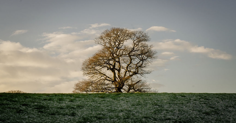 Treelore and Tree ID (New for 2026) - Downpatrick - Visit Mourne Mountains