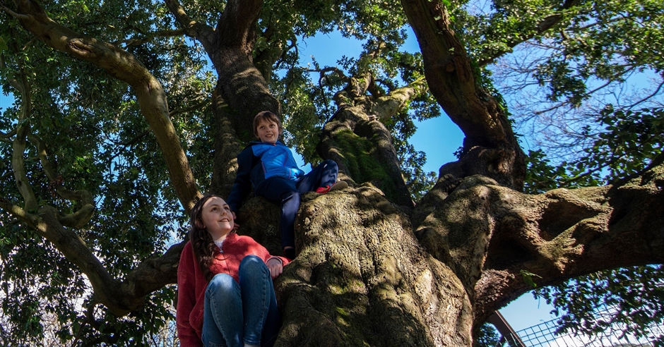 'Terrific Trees' at Kilbroney Park - Rostrevor - Visit Mourne Mountains