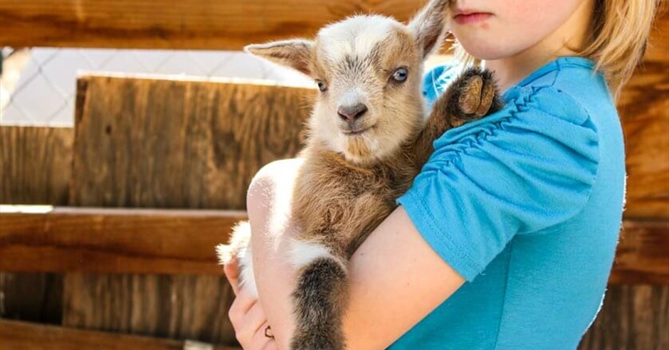 Fort Evergreen Pet & Play Farm - Warrenpoint - Visit Mourne Mountains