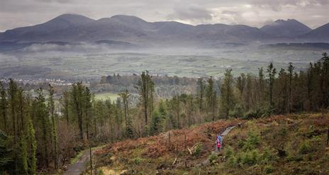 Castlewellan Forest Park | Walking Trails
