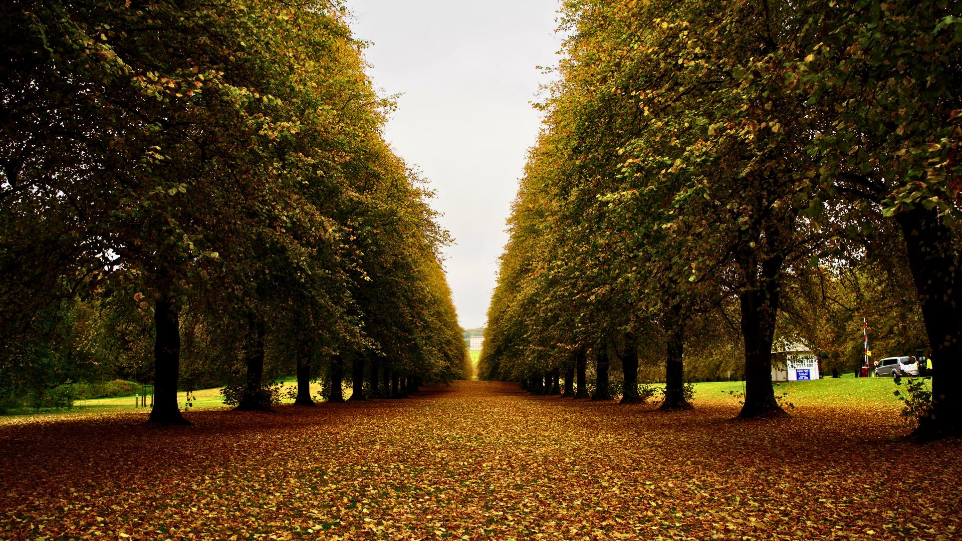 Autumn Leaves in Belfast | Autumn Inspiration