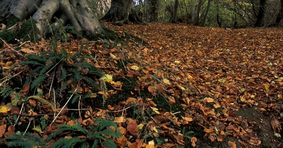 Prehen Wood - Derry~Londonderry - Discover Northern Ireland