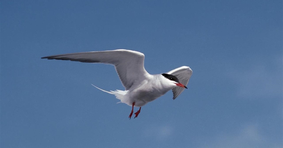 Belfast’s Window on Wildlife (WOW) - Belfast - Discover Northern Ireland