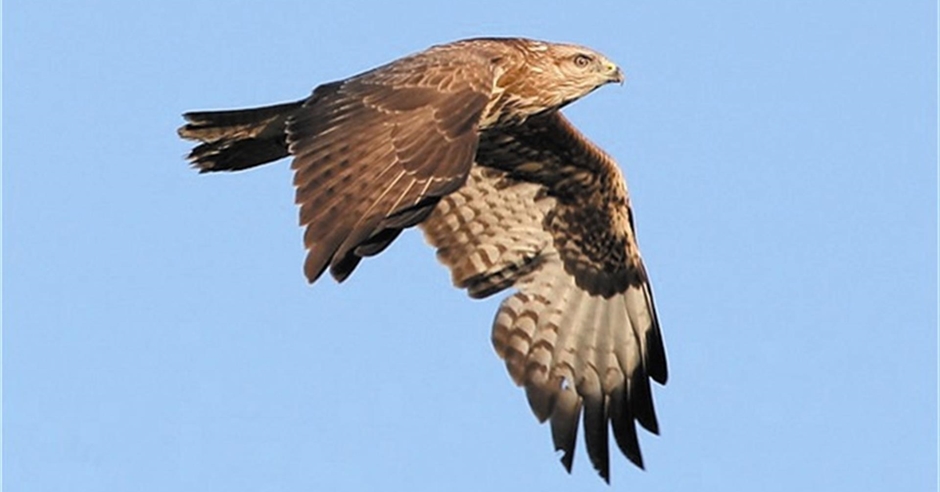 Croaghan Breen Forest Walk - Armoy - Discover Northern Ireland