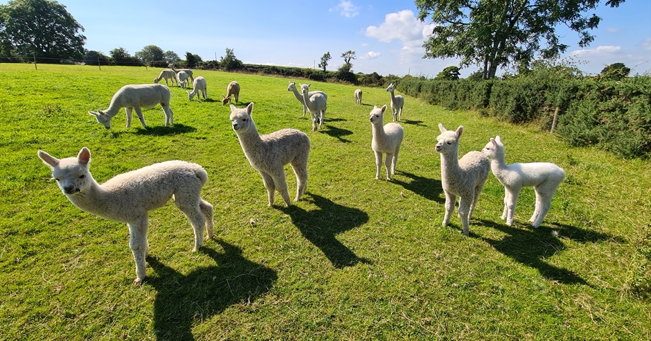 Mourne Alpacas Trekking and Cria Watch Experiences - Dromara - Discover ...