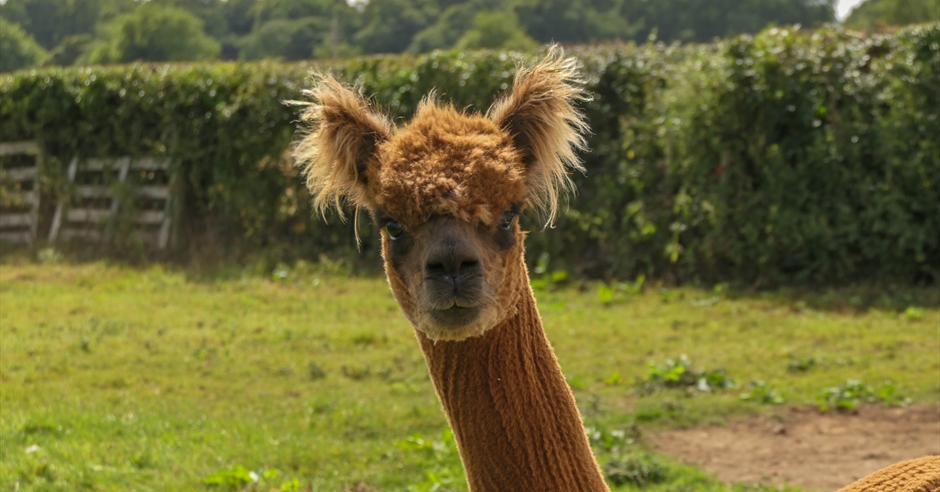 Millstream Alpacas - Antrim - Discover Northern Ireland