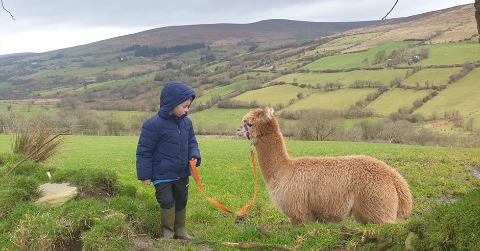 Sperrin Alpacas - Omagh - Discover Northern Ireland