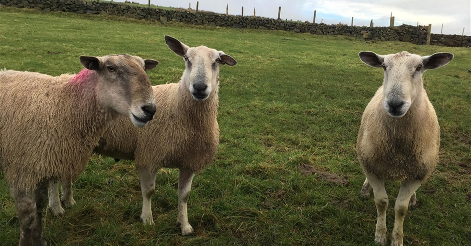 Fairhead - Ballycastle - Discover Northern Ireland