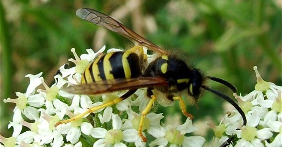Bog Meadows - Belfast - Discover Northern Ireland