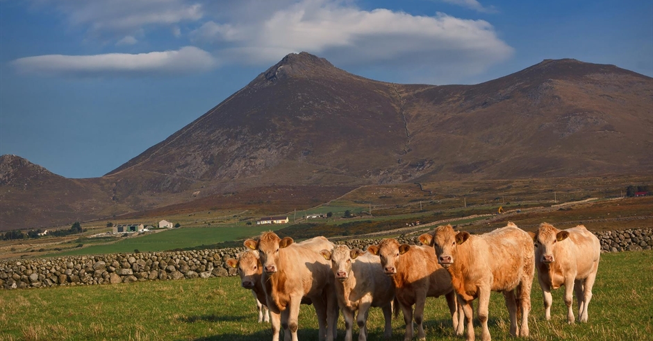 Armagh Guided Tours - Markethill - Discover Northern Ireland