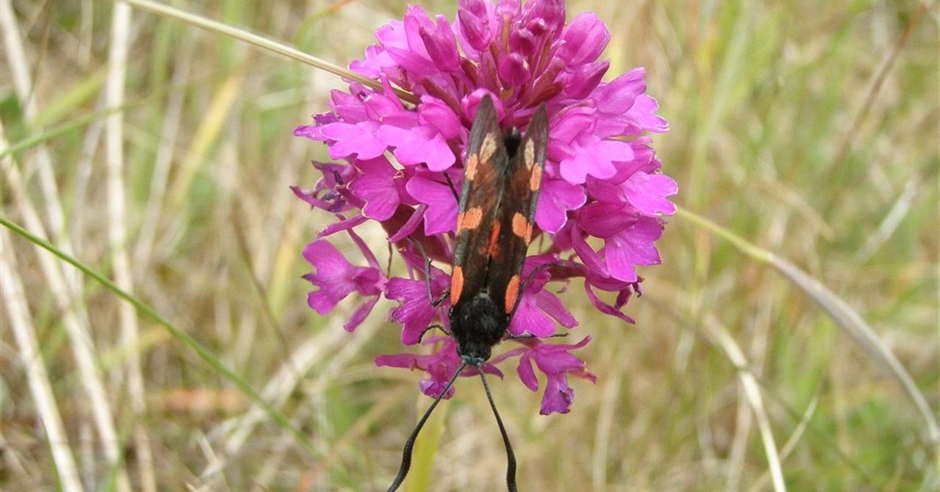 Magilligan Point Nature Reserve - Limavady - Discover Northern Ireland