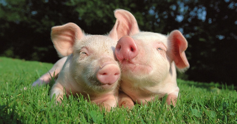 Streamvale Open Farm - Belfast - Discover Northern Ireland