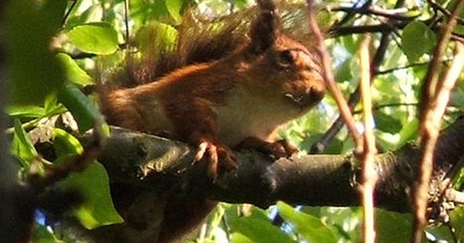 Prehen Wood - Derry~Londonderry - Discover Northern Ireland