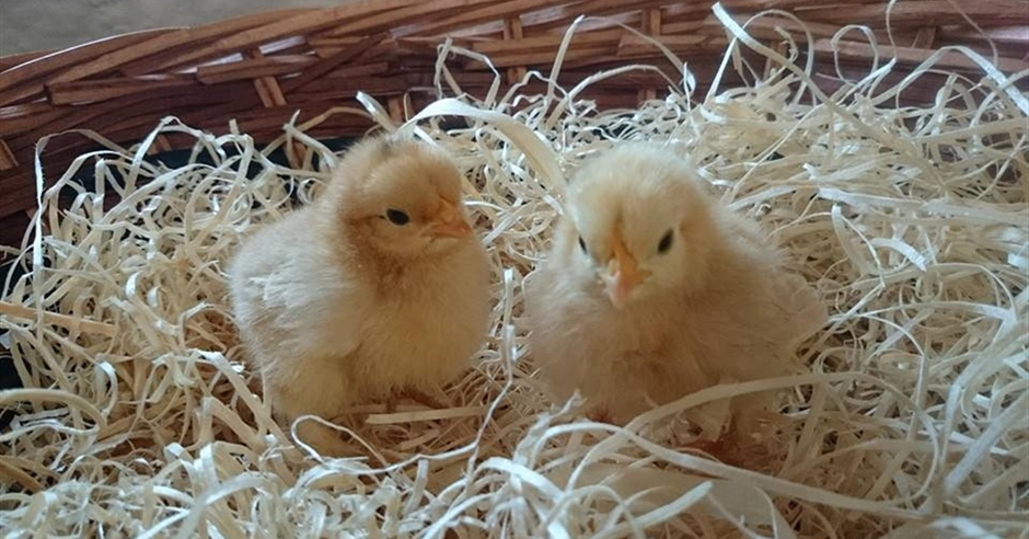 The Ark Open Farm - Newtownards - Discover Northern Ireland