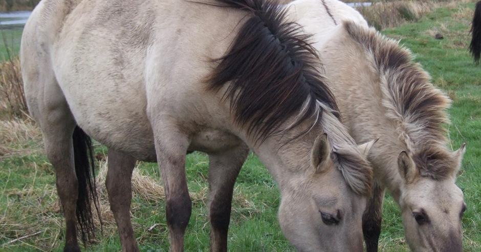 Portmore Lough Nature Reserve - Aghalee - Discover Northern Ireland