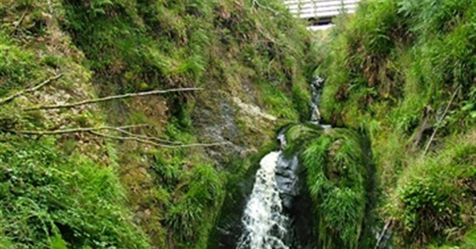 Gortin Forest Pollan Trail - - Discover Northern Ireland