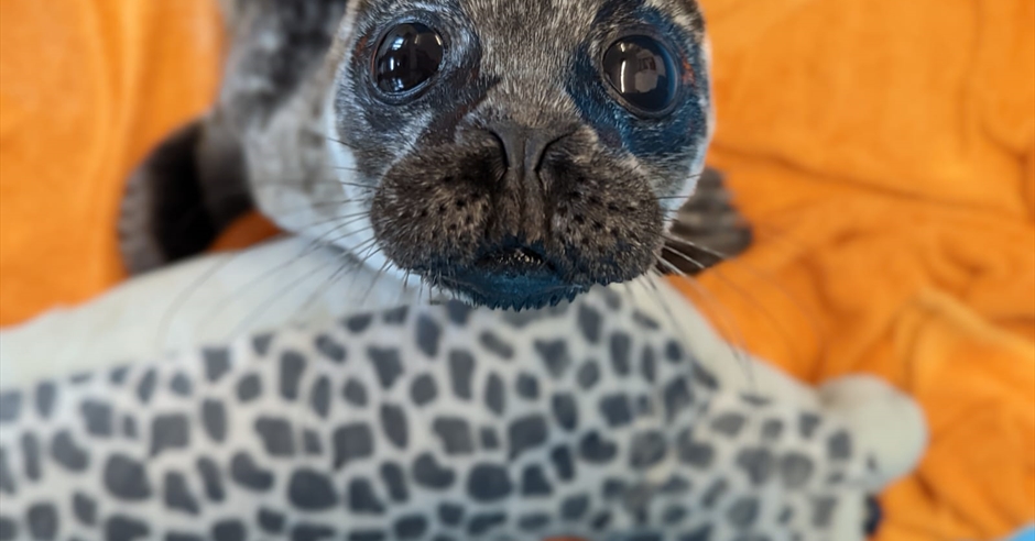 Exploris Aquarium & Seal Sanctuary - Portaferry - Discover Northern Ireland