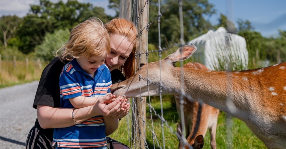 The Ark Open Farm - Newtownards - Travel Trade
