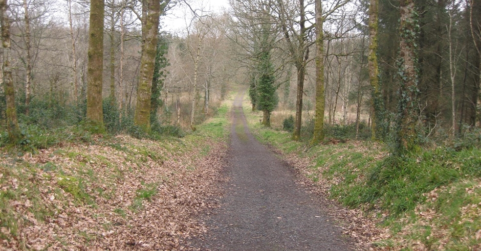 Derrynoyd Wood Trail - Draperstown - Discover Northern Ireland