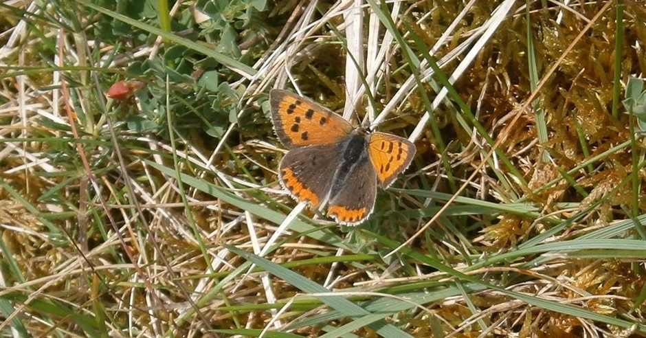 Magilligan Point Nature Reserve - Limavady - Discover Northern Ireland
