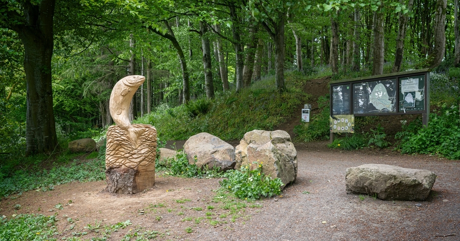 Picture This: Garvagh Forest - Garvagh - Discover Northern Ireland