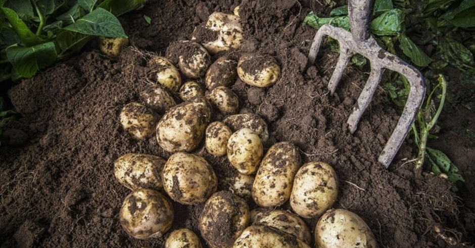 Comber Earlies Food Festival - Festival in Comber, Comber - Discover ...