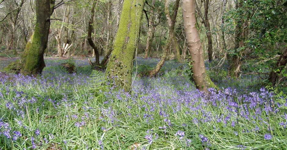 Prehen Wood - Derry~Londonderry - Discover Northern Ireland