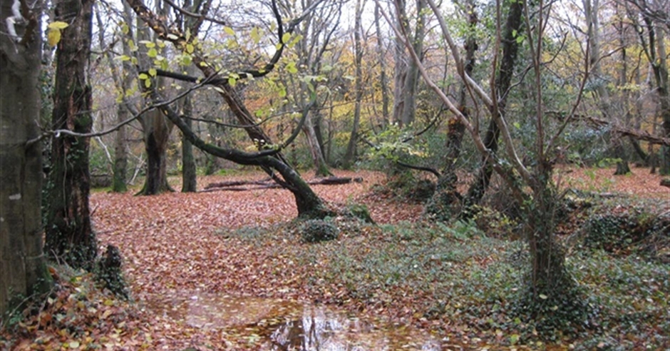 Prehen Wood - Derry~Londonderry - Discover Northern Ireland