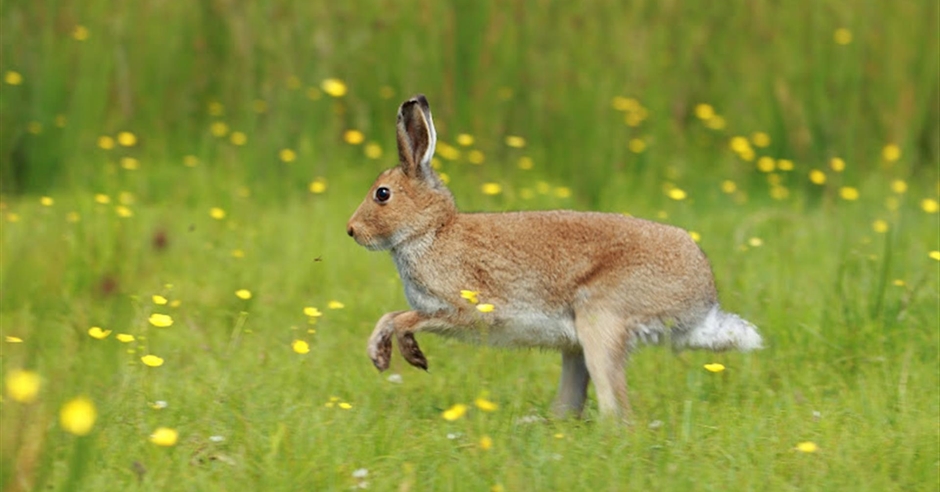 Portmore Lough Nature Reserve - Aghalee - Discover Northern Ireland