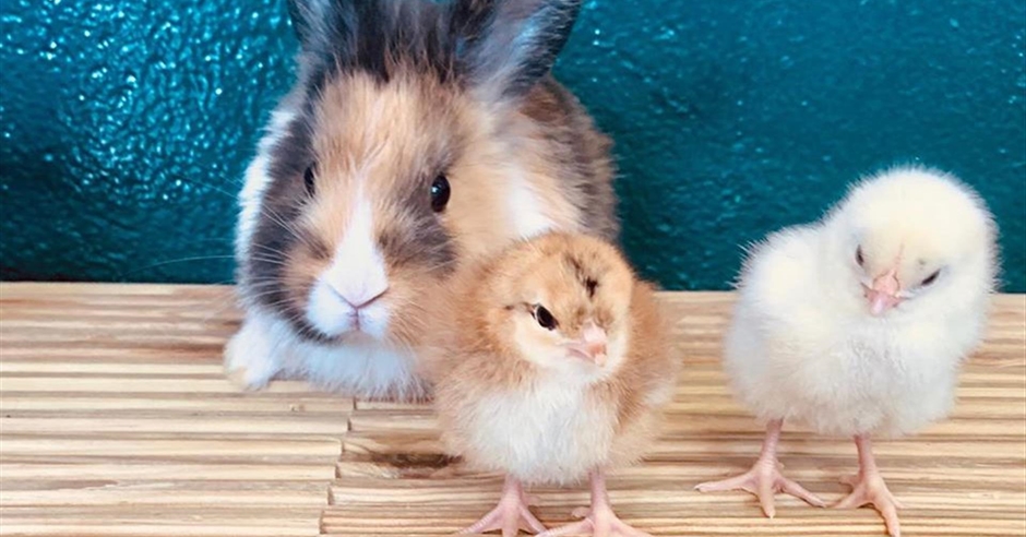 Streamvale Open Farm - Belfast - Discover Northern Ireland