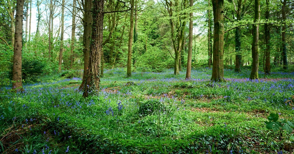 Portglenone Forest - Portglenone - Discover Northern Ireland