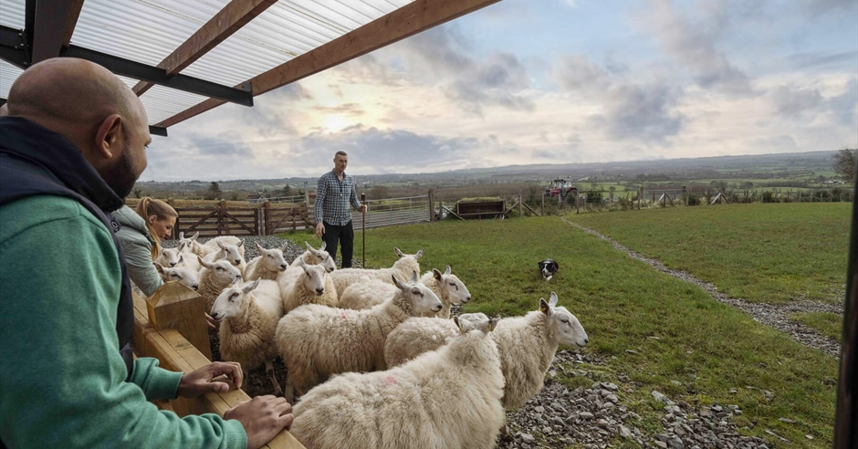 Sheepdogs at Work - Maghera - Travel Trade