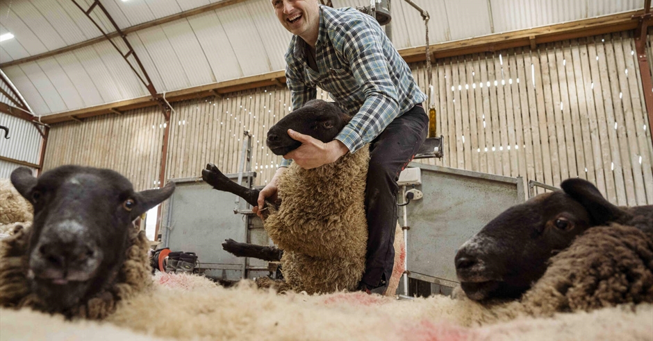 Sheepdogs at Work - Maghera - Travel Trade