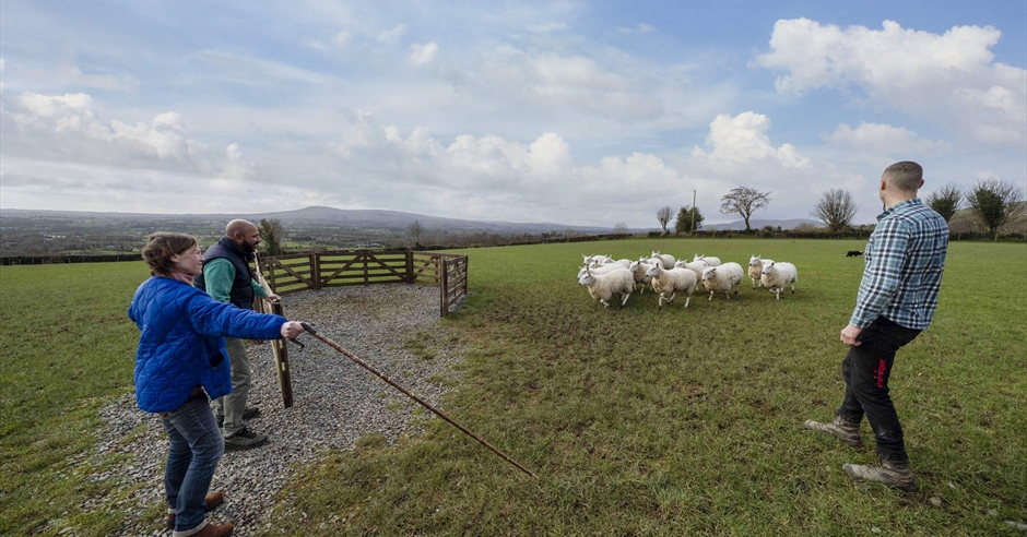 Sheepdogs at Work - Maghera - Travel Trade