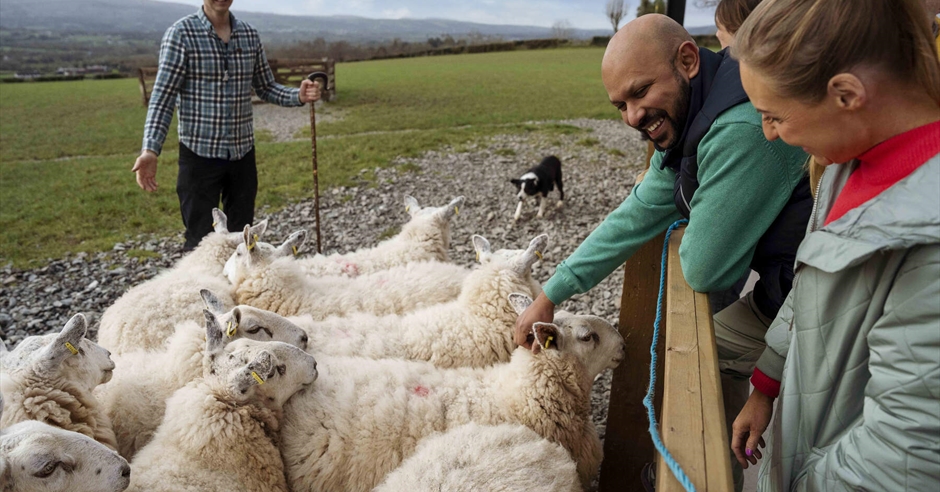 Sheepdogs at Work - Maghera - Travel Trade