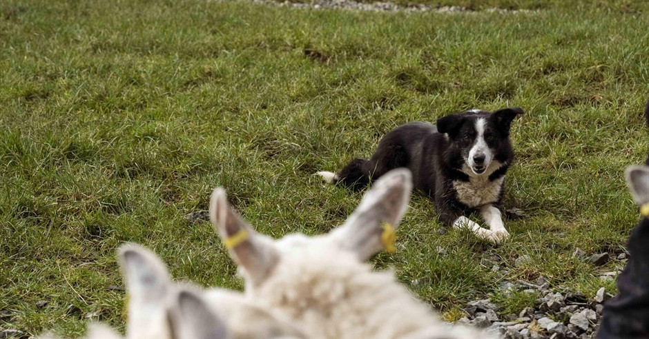 Sheepdogs at Work - Maghera - Travel Trade