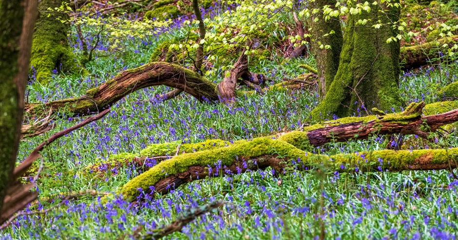 Slieve Gullion Forest Park, Adventure Playpark and Fionn's Giant ...