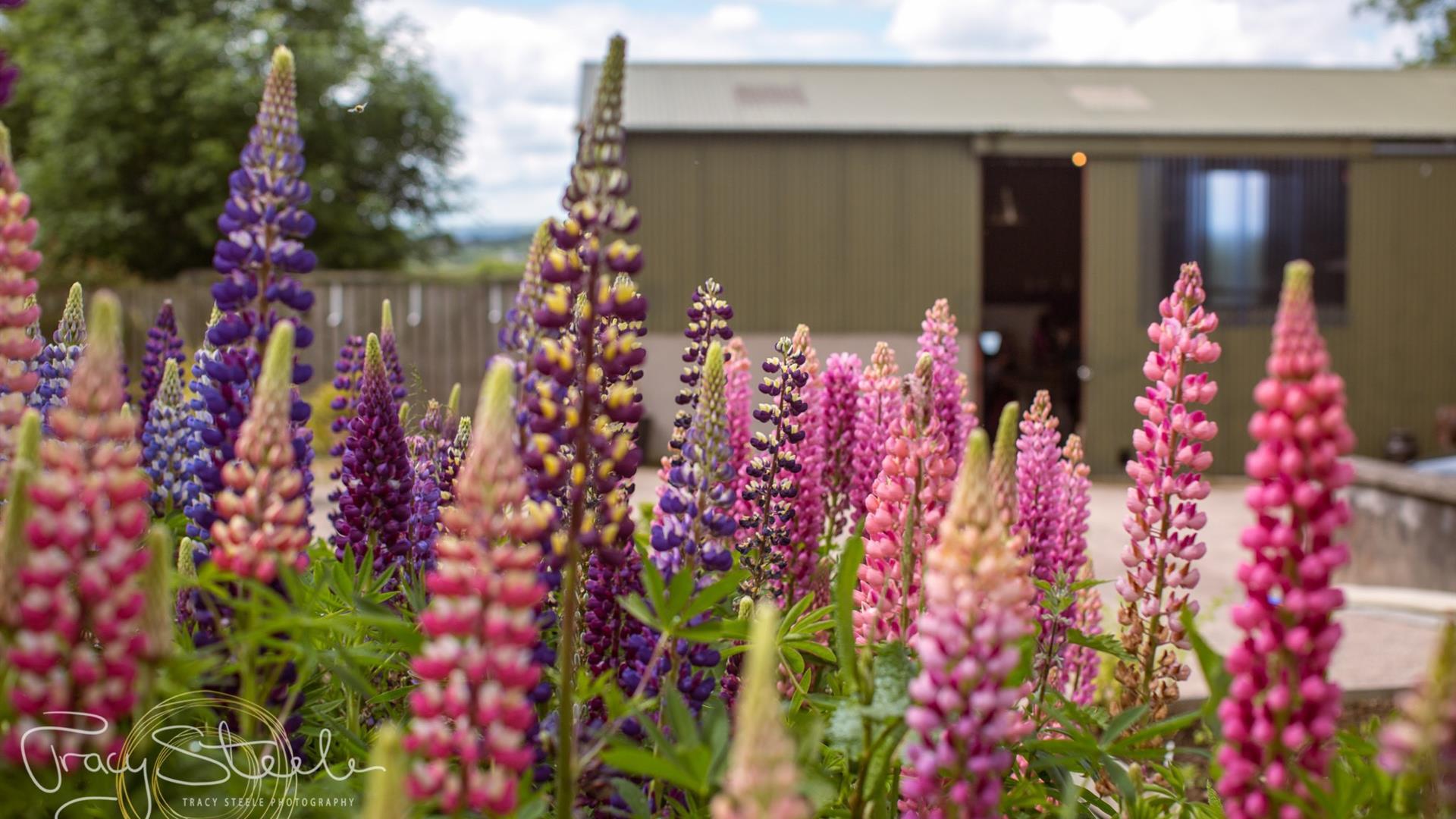 Flower Of Northern Ireland | Best Flower Site