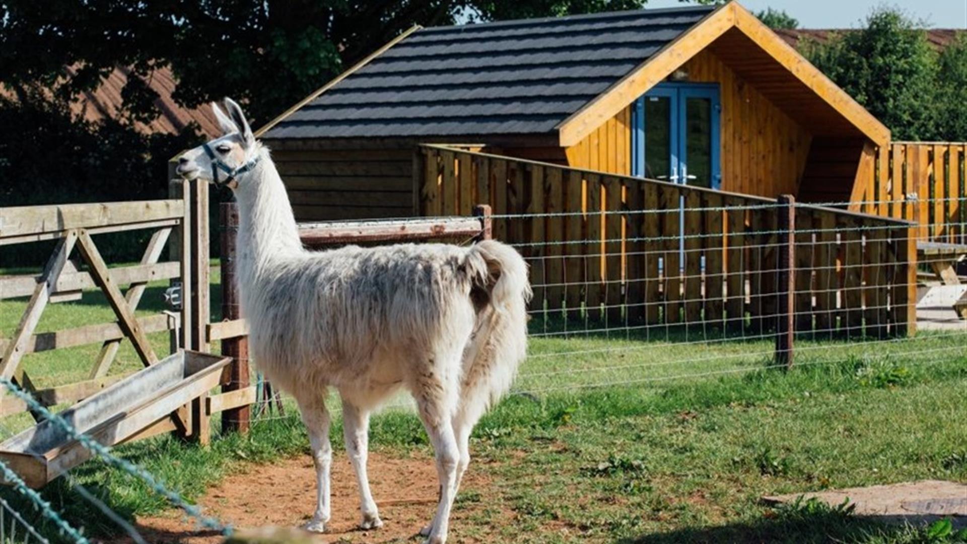 The Jungle NI - Moneymore - Discover Northern Ireland