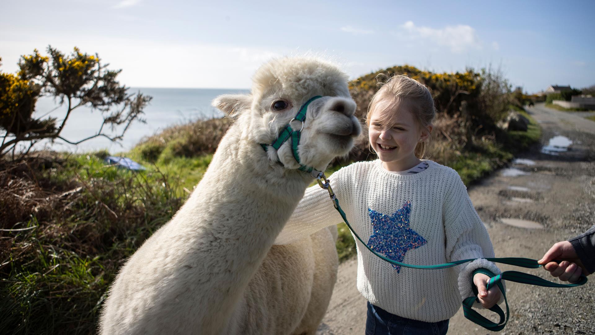 Cranfield Alpacas Experience - Newry - Discover Northern Ireland