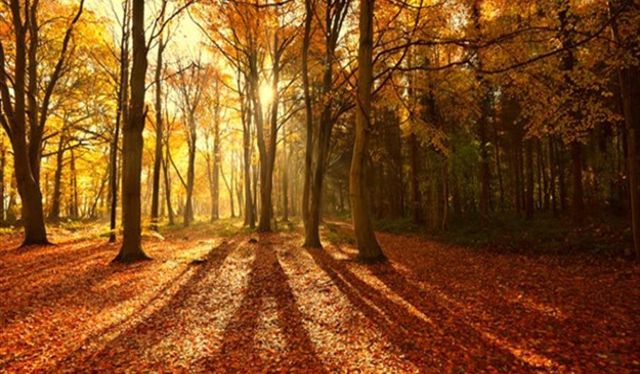 Bacton Wood - Forest or Woodland in North Walsham - North Norfolk