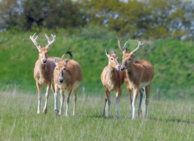 Watatunga Wildlife Reserve - Nature Reserve in Kings Lynn, King's Lynn ...